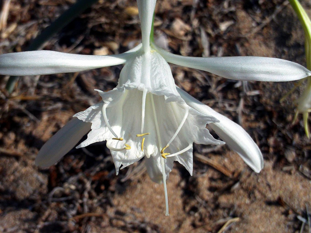 Pancratium maritimum SAND LILY – Ferri Seeds