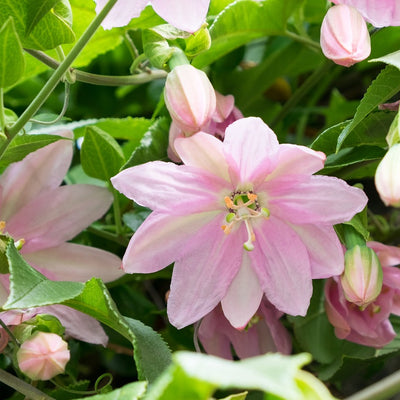 Perennials – Ferri Seeds