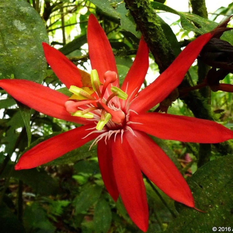 RED PASSION VINE Passiflora vitifolia – Ferri Seeds