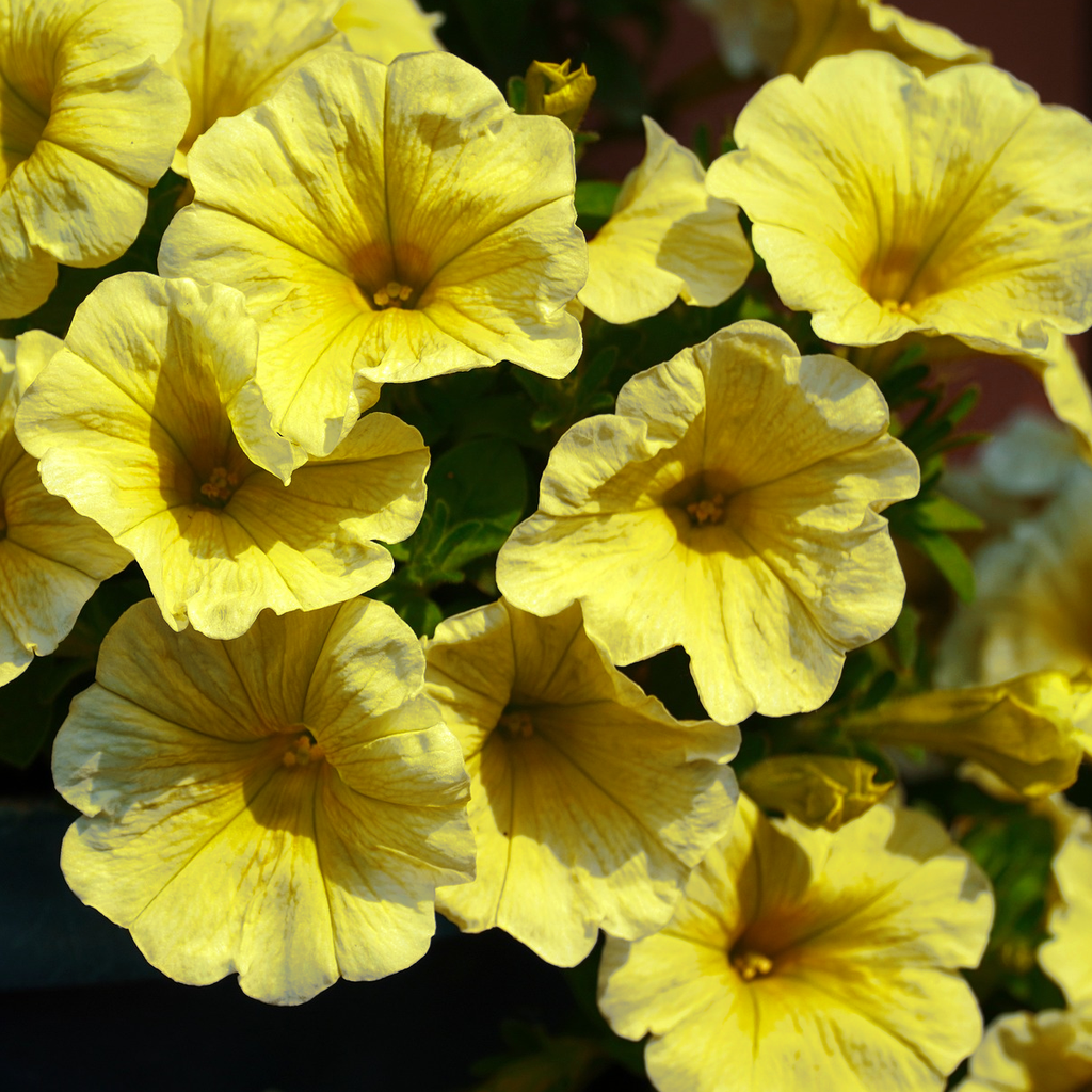 Calibrachoa x Petunia PETCHOA CALIBURST YELLOW – Ferri Seeds
