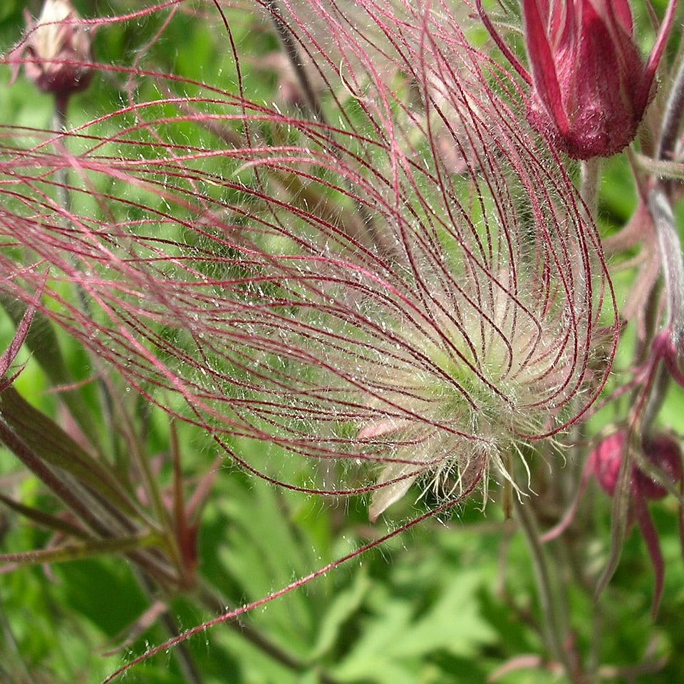 Geum triflorum PRAIRIE SMOKE, AVENS – Ferri Seeds