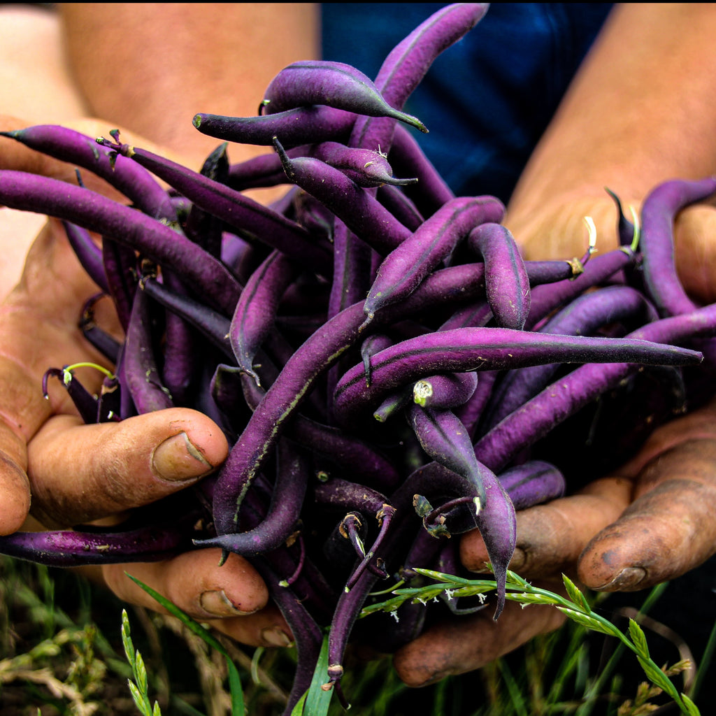 PURPLE QUEEN BEAN Phaseolus vulgaris – Ferri Seeds