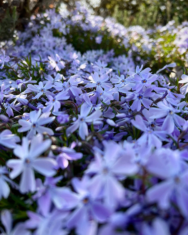 Native Plant Seeds – Ferri Seeds