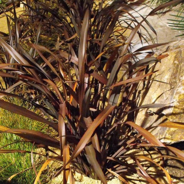 Tenax purpureum BRONZE PURPLE PHORMIUM – Ferri Seeds