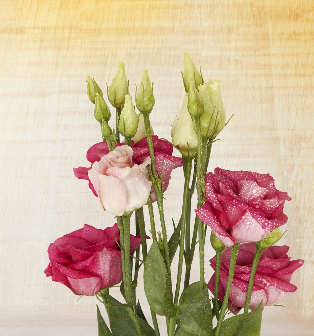 Eustoma grandiflorum LISIANTHUS RED – Ferri Seeds