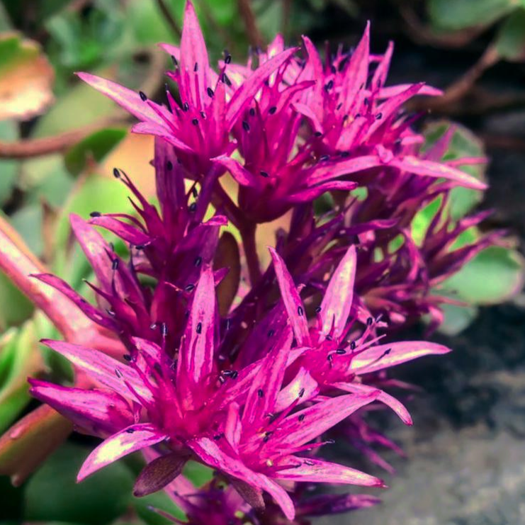 Sedum spurium RED SEDUM 'VOODOO' – Ferri Seeds