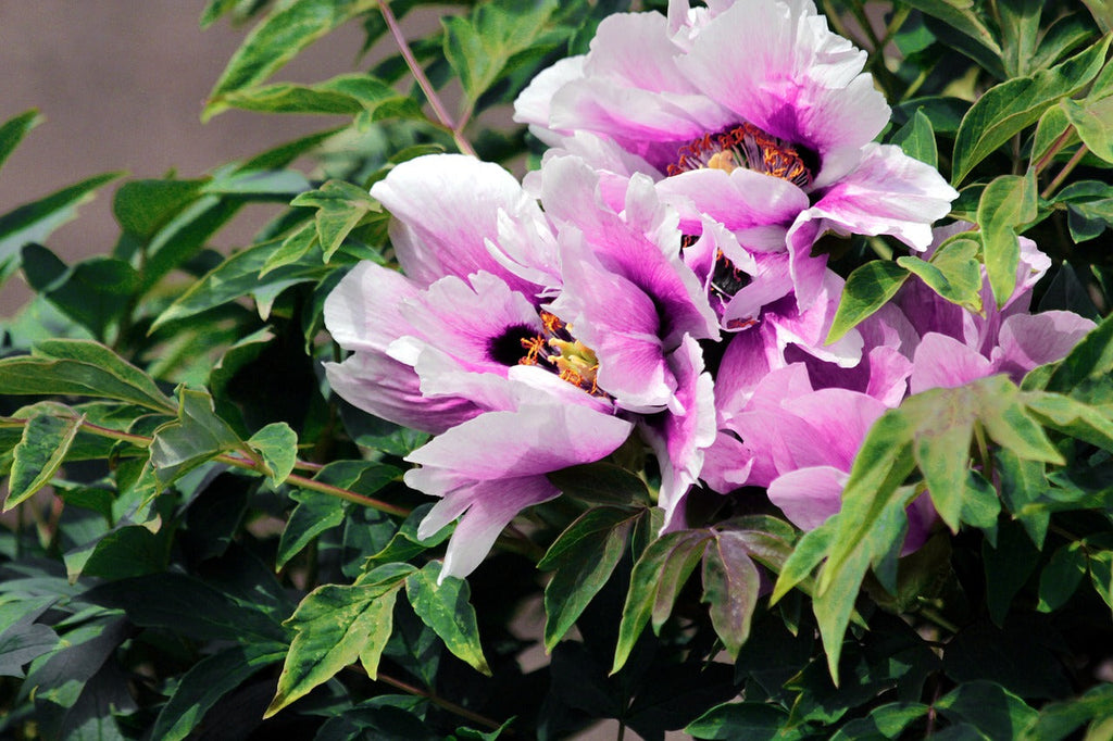 Paeonia MIX TREE PEONY – Ferri Seeds