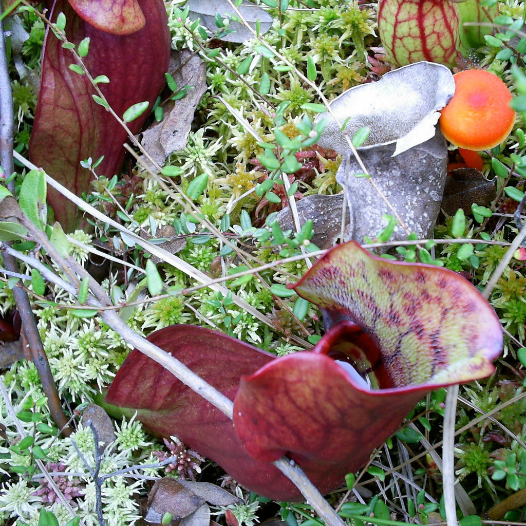 Sarracenia purpurea HARDY NORTHERN PITCHER PLANT – Ferri Seeds