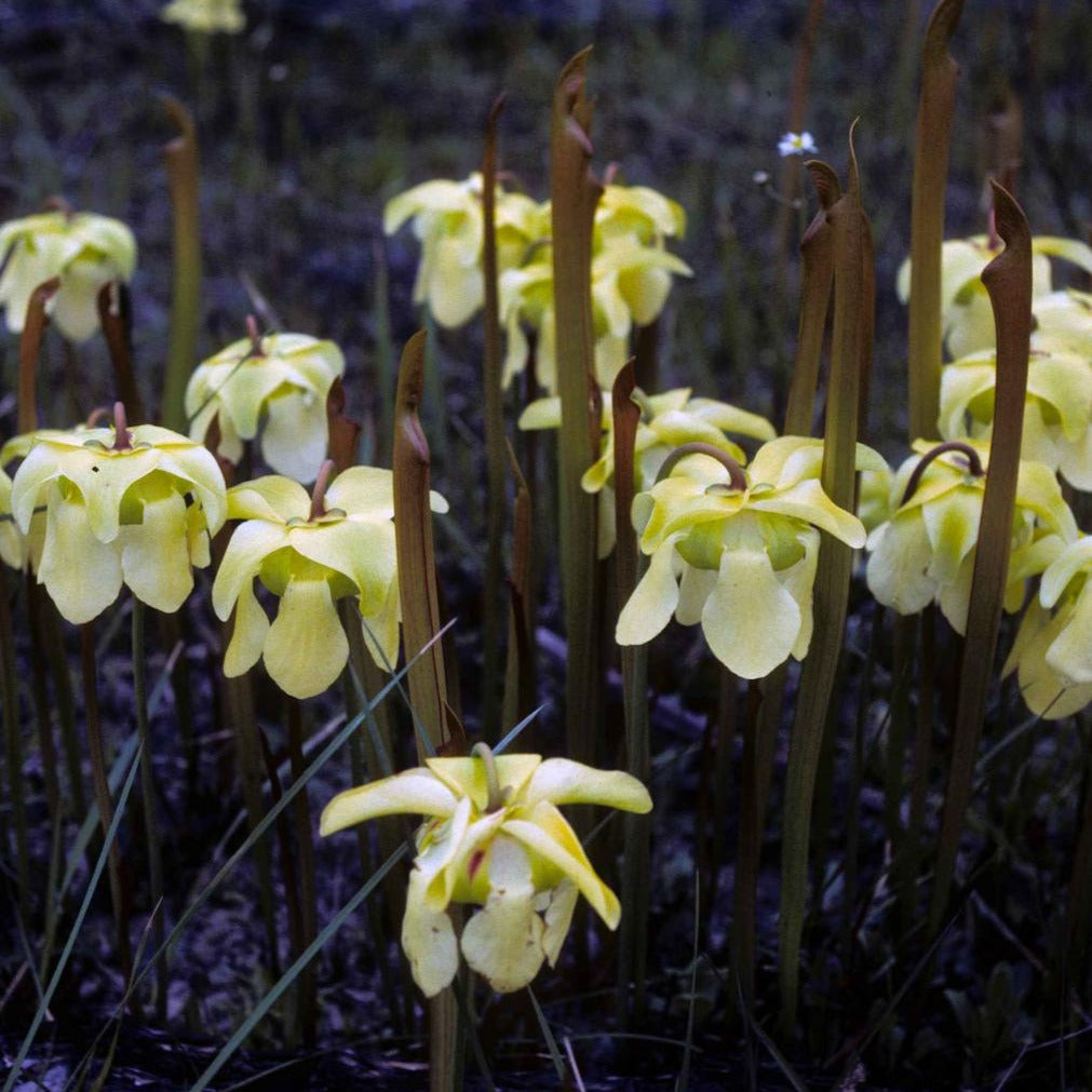 Sarracenia alata PITCHER PLANT YELLOW – Ferri Seeds