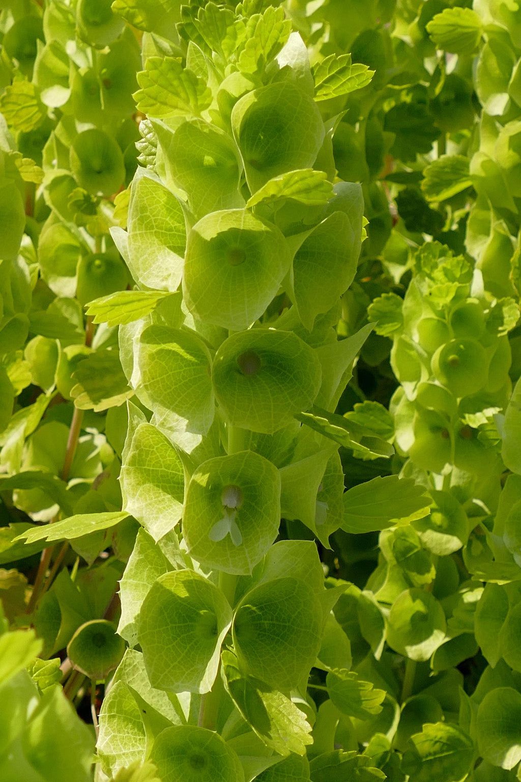 Bartsia alpina VELVET BELLS – Ferri Seeds