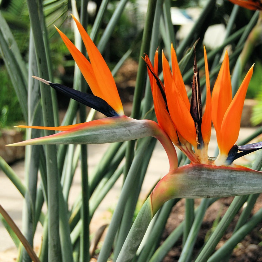 Strelitzia juncea NARROW LEAVED BIRD OF PARADISE – Ferri Seeds
