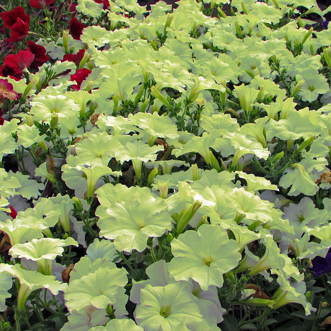 Petunia PETUNIA 'LIME GREEN' – Ferri Seeds