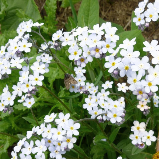 Myosotis sylvatica FORGET ME NOT VICTORIA WHITE – Ferri Seeds