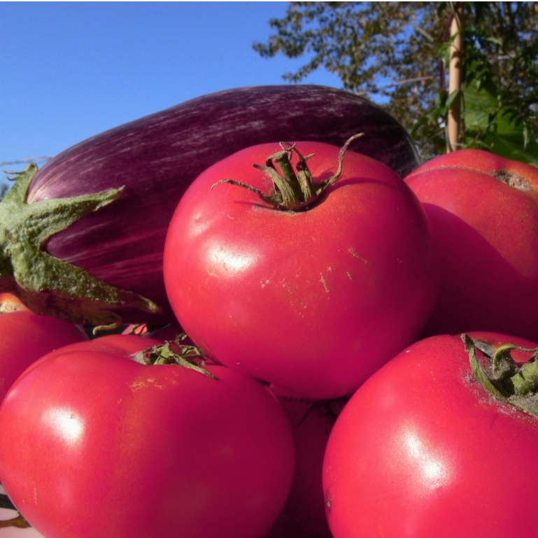 Solanum PINK TOMATO – Ferri Seeds