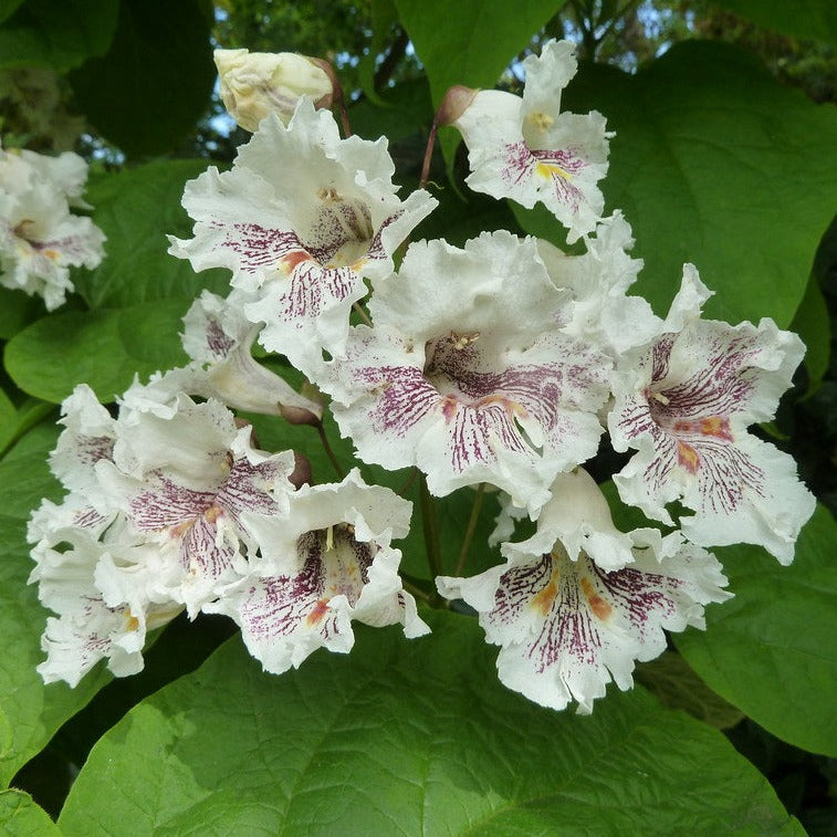 Catalpa speciosa NORTHERN CATALPA, WESTERN CATALPA, CATAWBA – Ferri Seeds