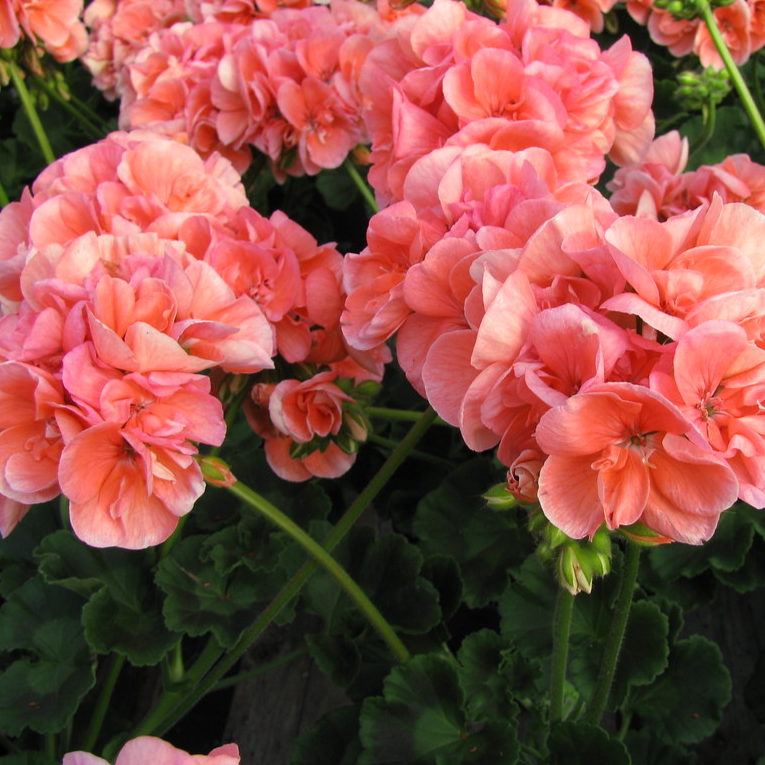 Geranium pelargonium GERANIUM SALMON ZONAL – Ferri Seeds
