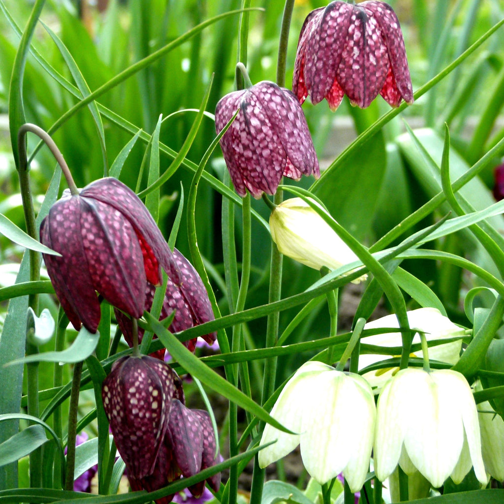 Fritillaria meleagris CHECKERED LILY MIX – Ferri Seeds