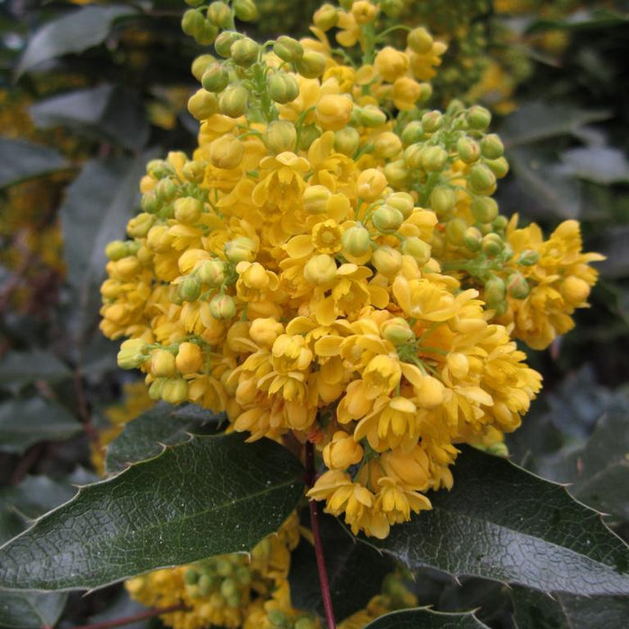 Native Plant Seeds – Page 4 – Ferri Seeds