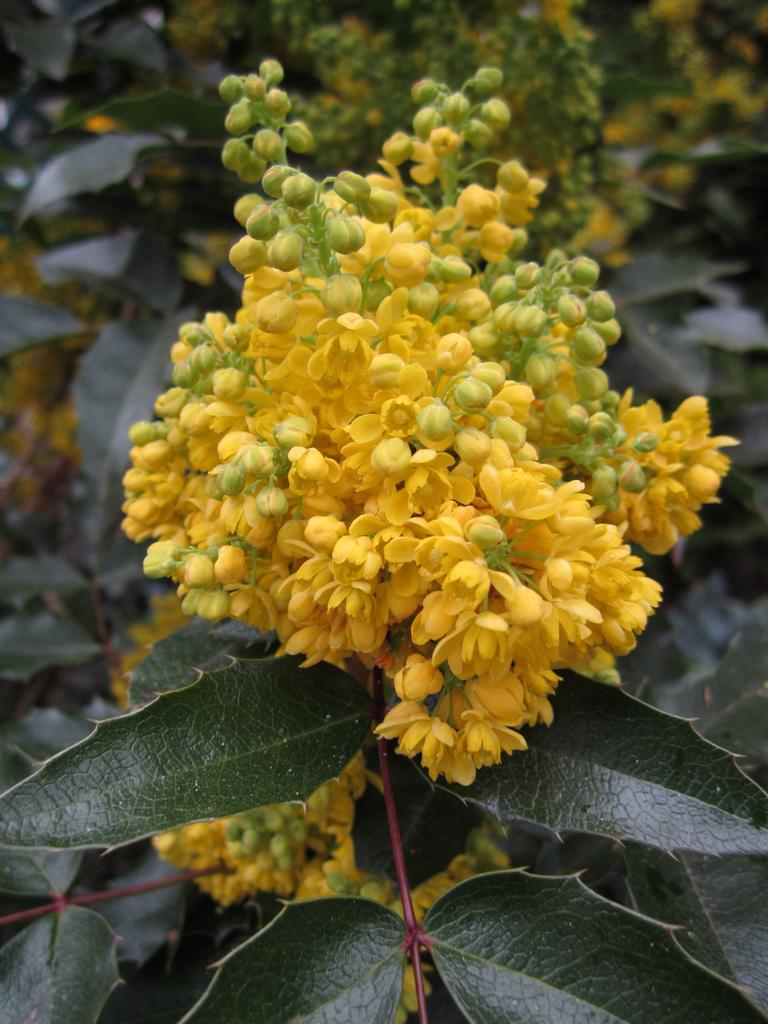 Mahonia aquifolium, Berberis aquifolium OREGON GRAPE, HOLLY-LEAVED ...