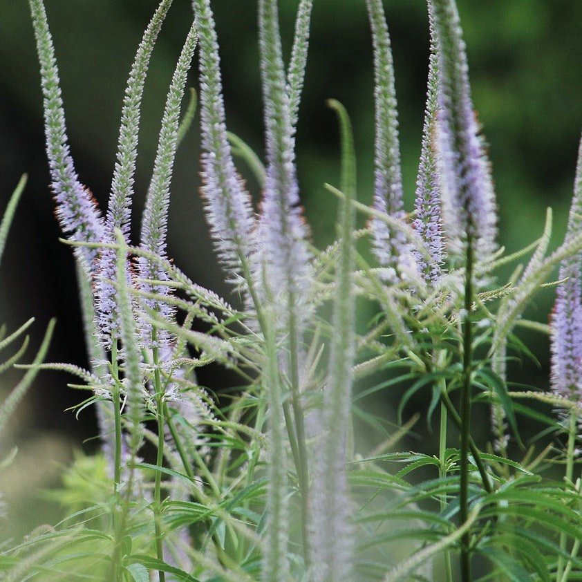 Veronicastrum sibiricum CULVER'S ROOT, PHYSIC ROOT, LEPTANDRA – Ferri Seeds