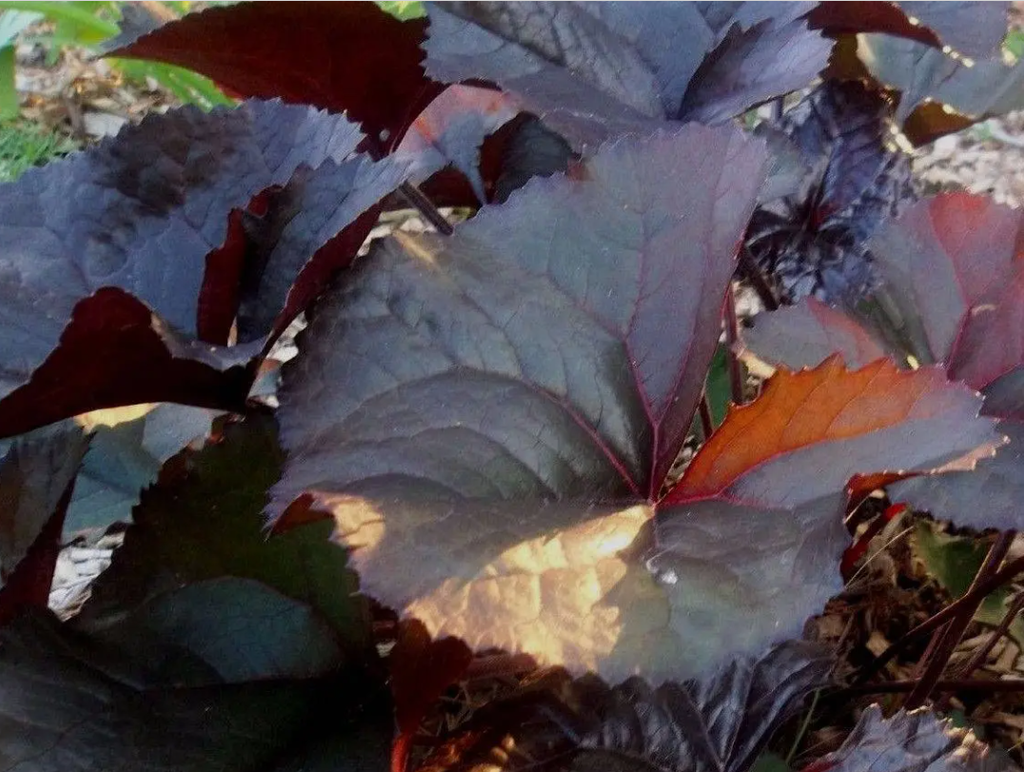 Ligularia dentata BLACK RED RAGWORT, MIDNIGHT – Ferri Seeds