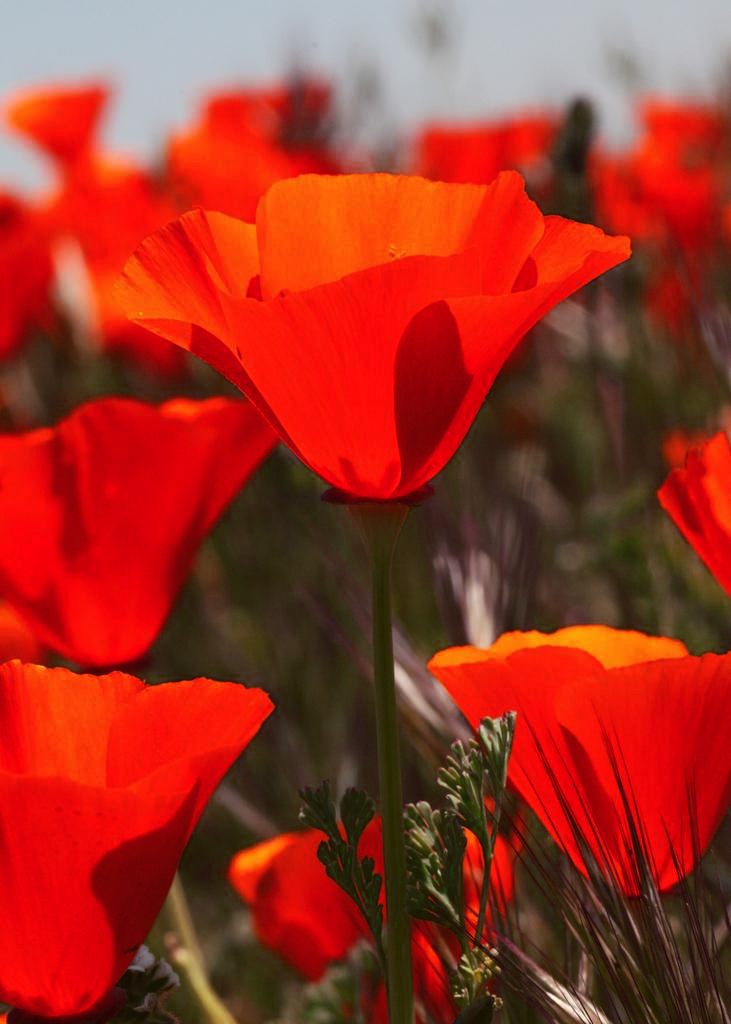 Eschscholzia californica POPPY CALIFORNIA 'RED CHIEF' – Ferri Seeds