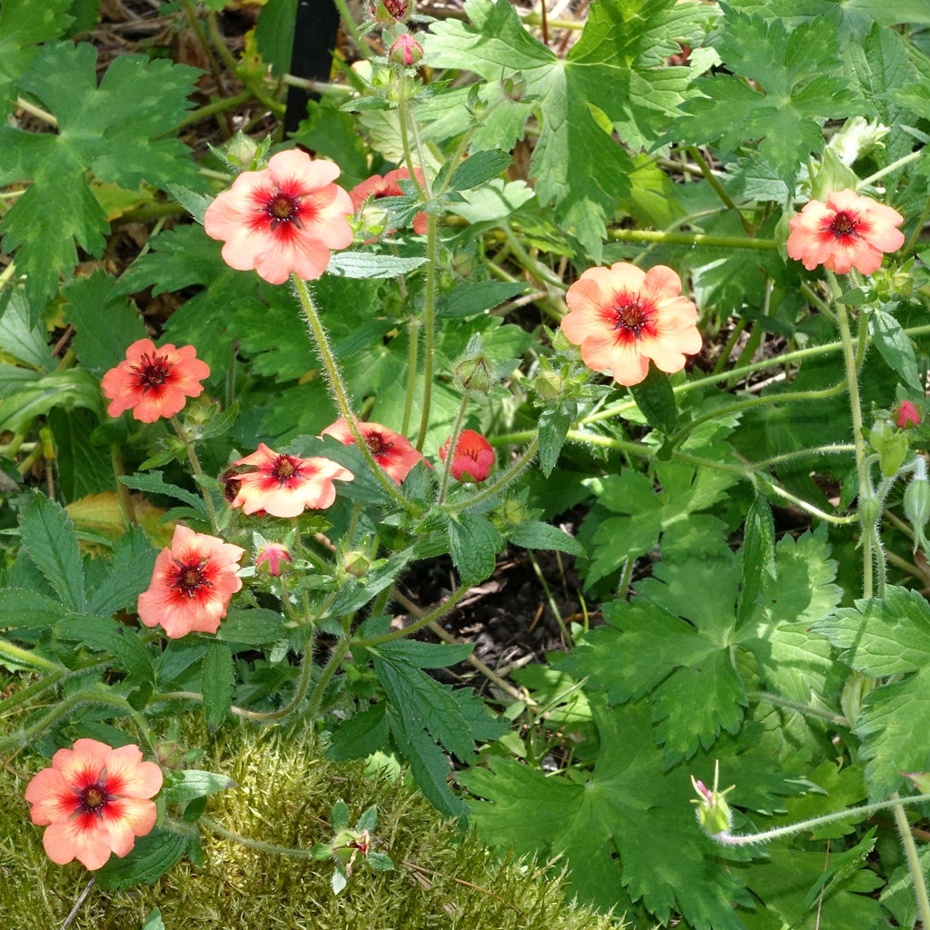 Potentilla nepalensis CINQUEFOIL 'MISS WILMOTT' – Ferri Seeds