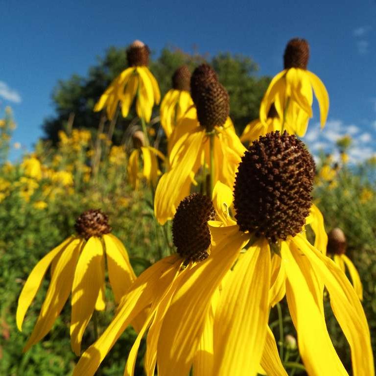 Echinacea tennesseensis TENNESSEE CONEFLOWER – Ferri Seeds