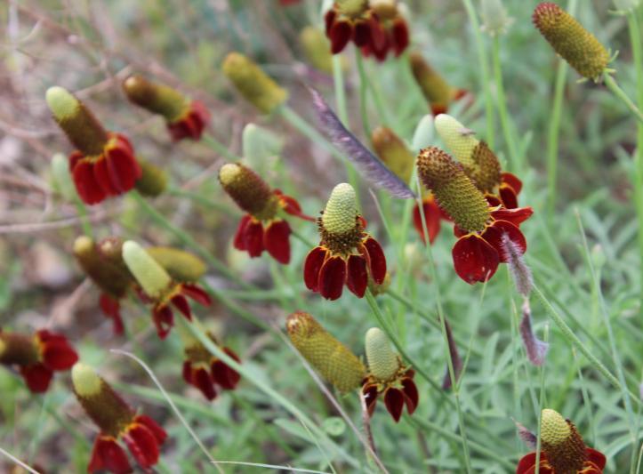 Ratibida columnifera pulcherrima PRAIRIE CONEFLOWER 'RED MIDGET ...