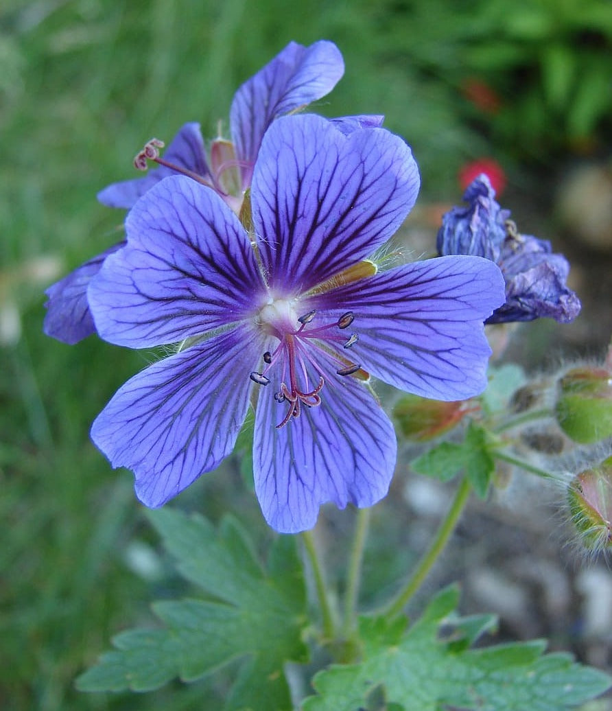 GERANIUM MIX Perennial Geranium pratense – Ferri Seeds