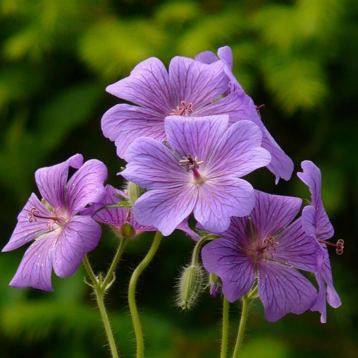 GERANIUM MIX Perennial Geranium pratense – Ferri Seeds