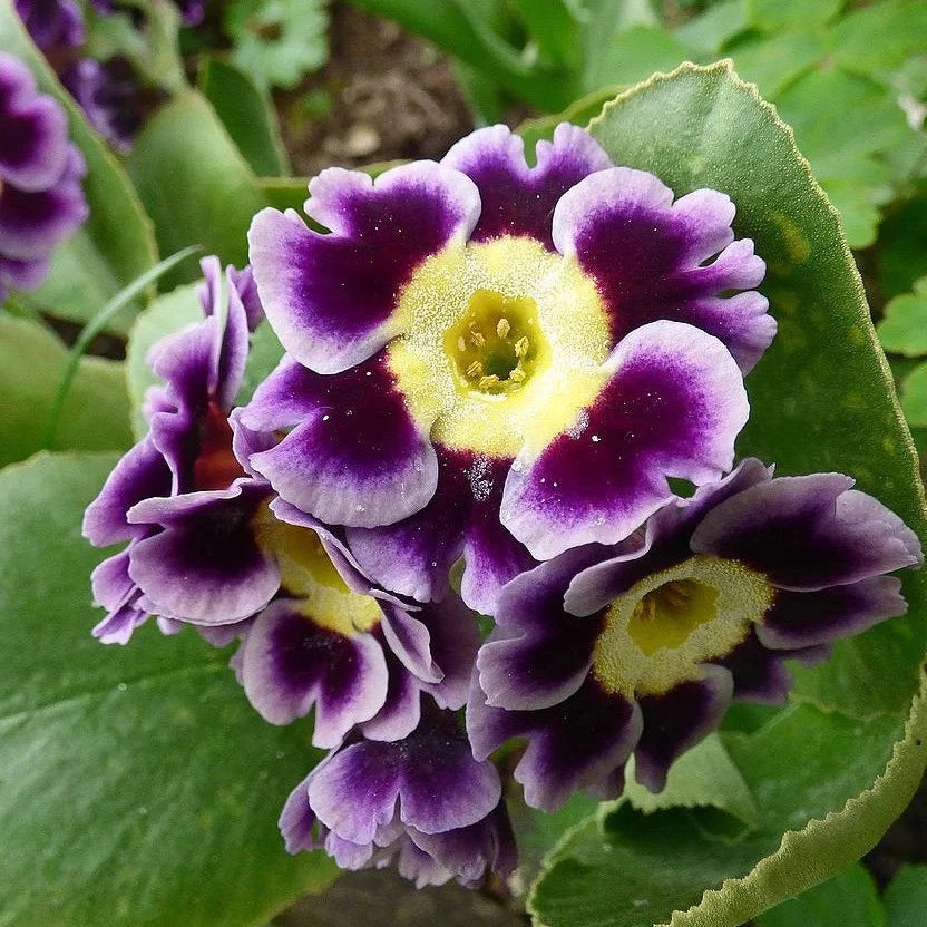 Primula pubescens PRIMROSE – Ferri Seeds