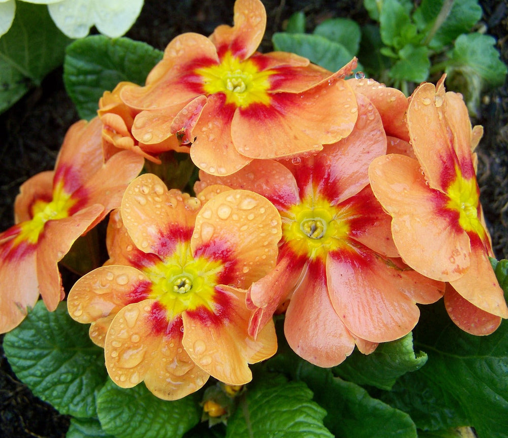 Primula wanda PRIMROSE SALMON SHADES – Ferri Seeds