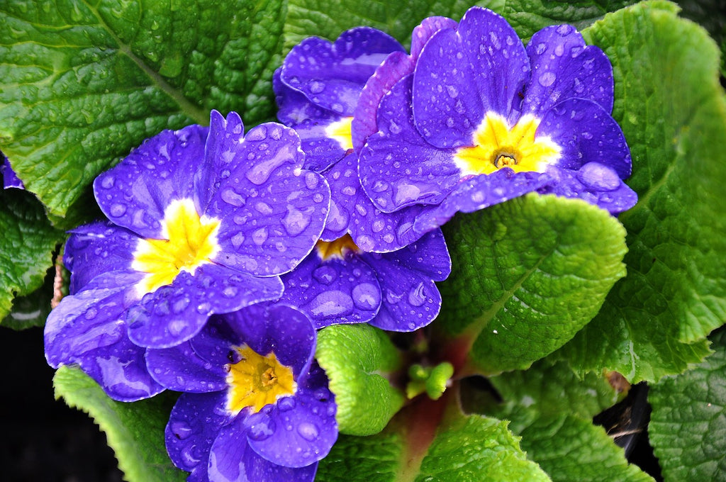Primula eliator PRIMROSE BLUE CRESCENDO – Ferri Seeds