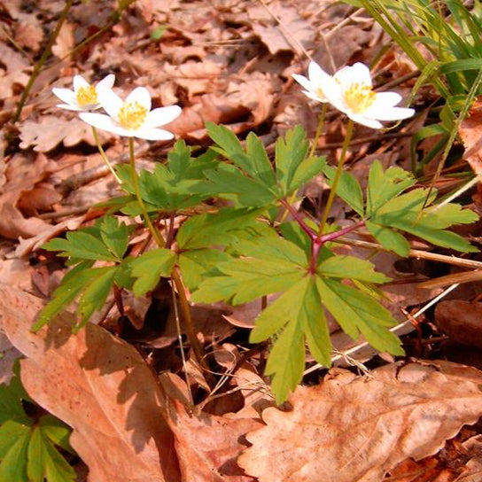 Anemone sylvestris, Anemonoides sylvestris SNOWDROP ANEMONE – Ferri Seeds