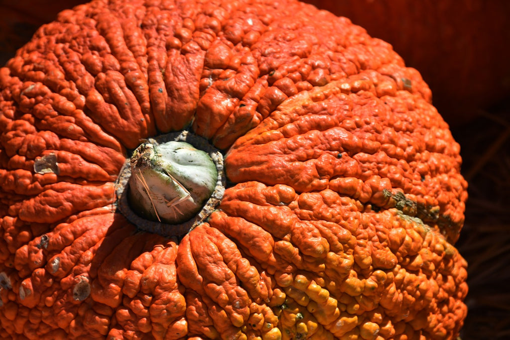 Cucurbita maxima RED WARTY THING PUMPKIN – Ferri Seeds