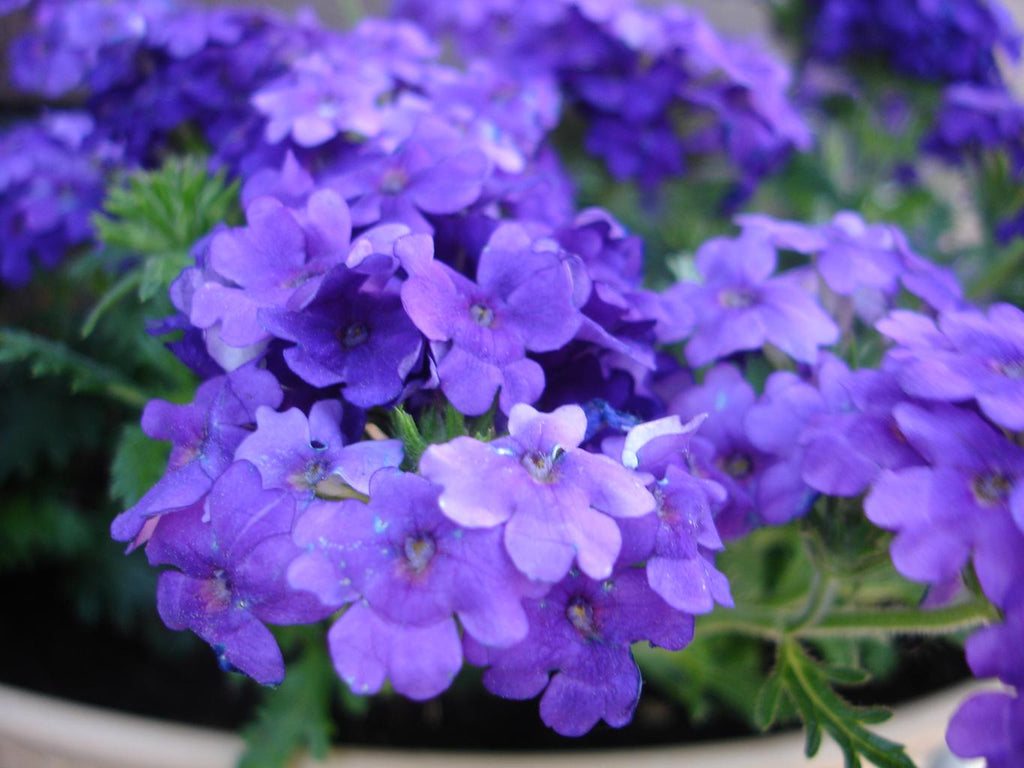 Verbena speciosa SPREADING VERBENA BLUE – Ferri Seeds
