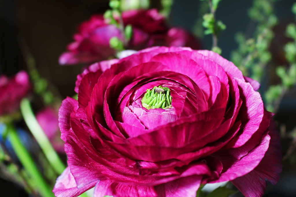 Ranunculus ROSE RANUNCULUS Double Flowers – Ferri Seeds