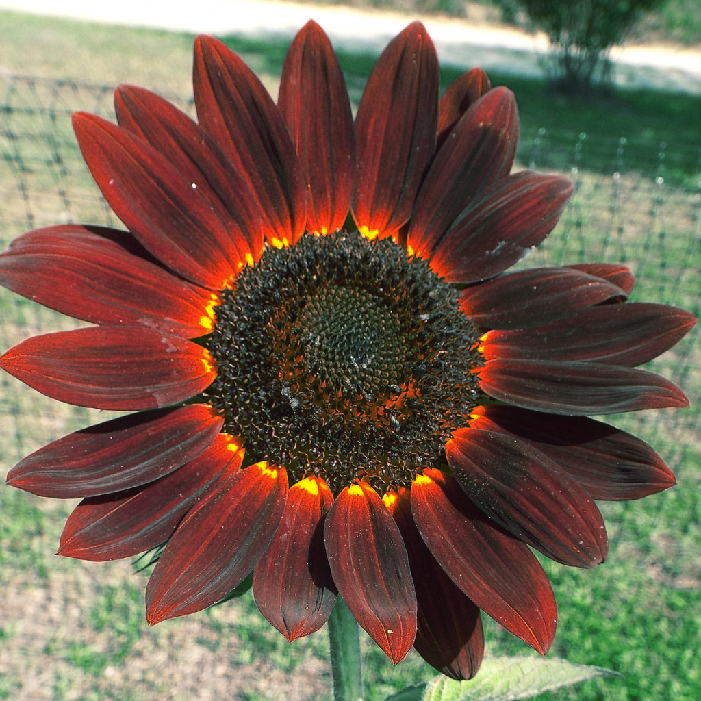 Helianthus annuus SUNFLOWER 'CHOCOLATE' – Ferri Seeds