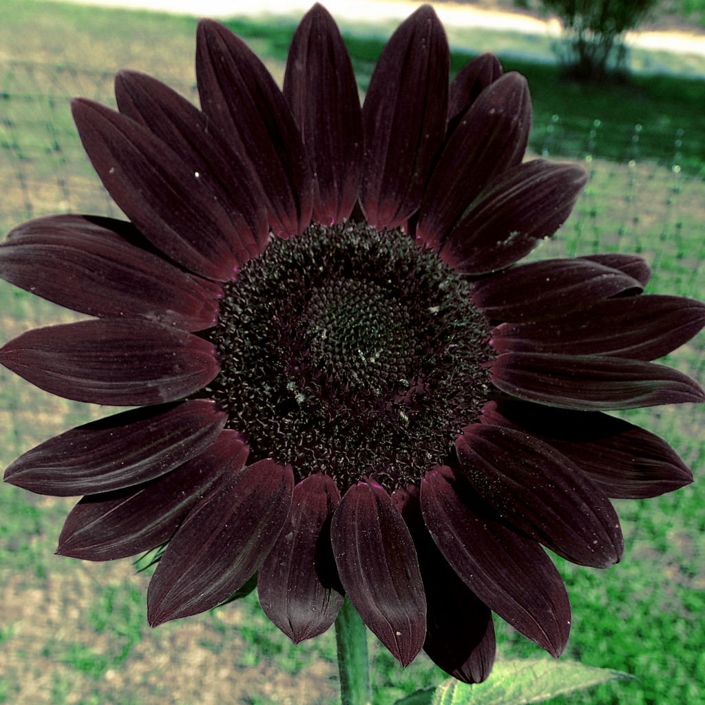 Helianthus annuus SUNFLOWER 'CHOCOLATE' – Ferri Seeds
