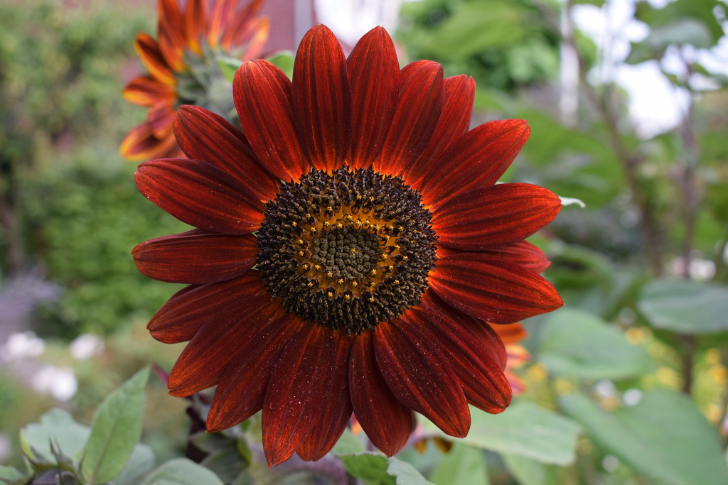 Helianthus SUNFLOWER RUBY RED – Ferri Seeds