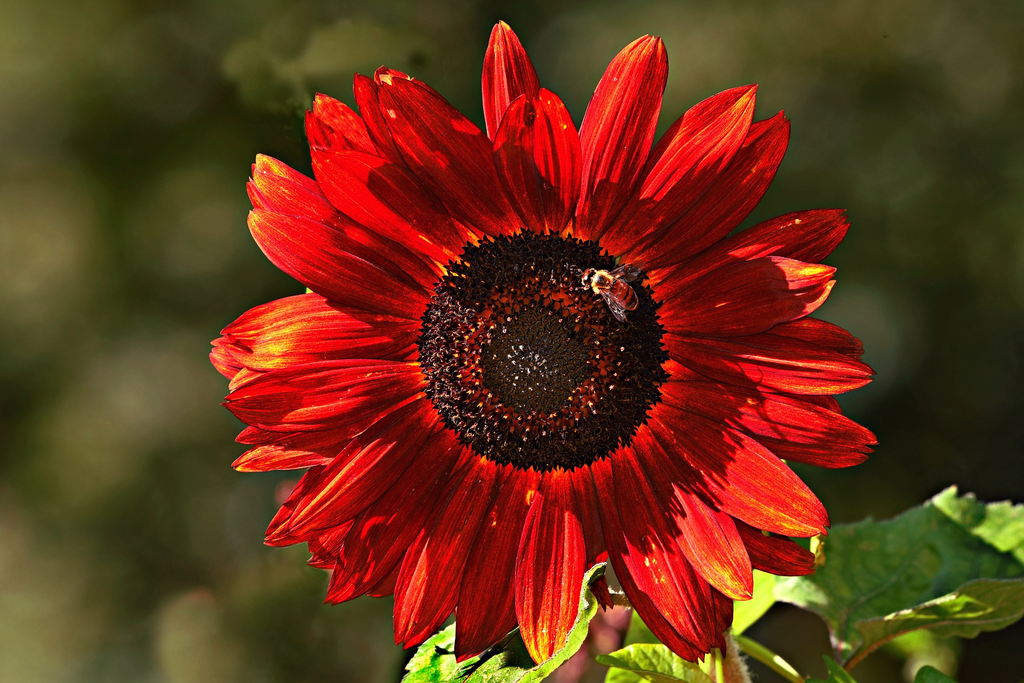 Helianthus annuus SUNFLOWER 'MOULIN ROUGE' – Ferri Seeds