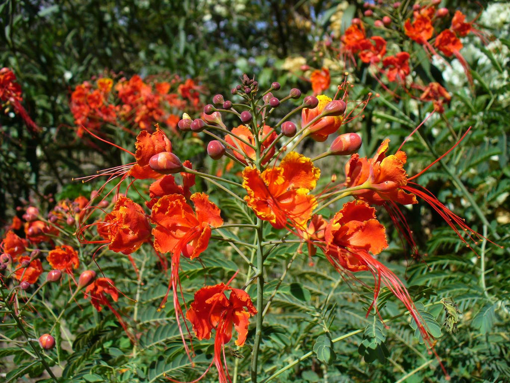 Caesalpinia pulcherrima PEACOCK FLOWER BIRD OF PARADISE – Ferri Seeds