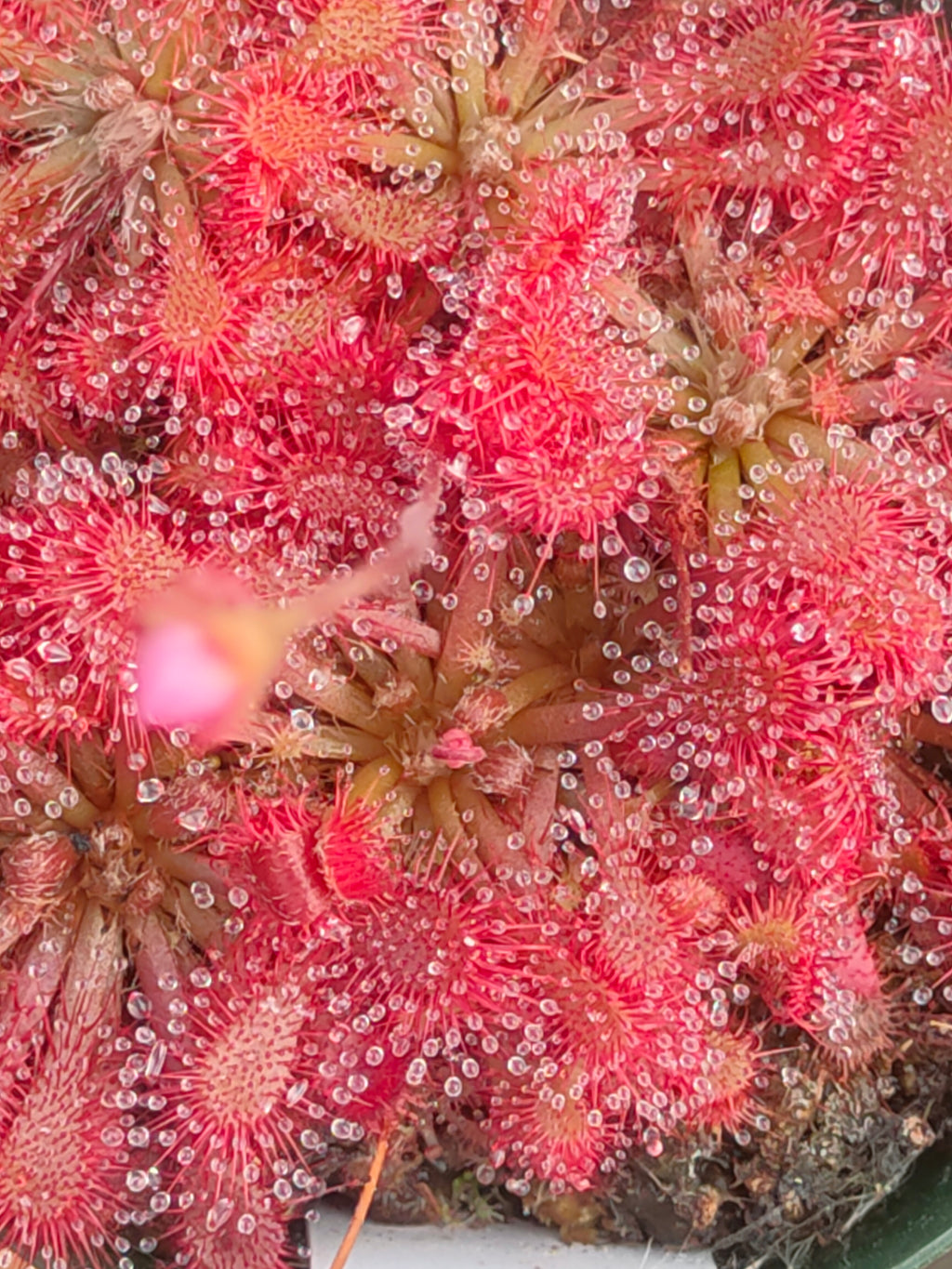 Drosera spatulata SUNDEW 'GIANT' – Ferri Seeds
