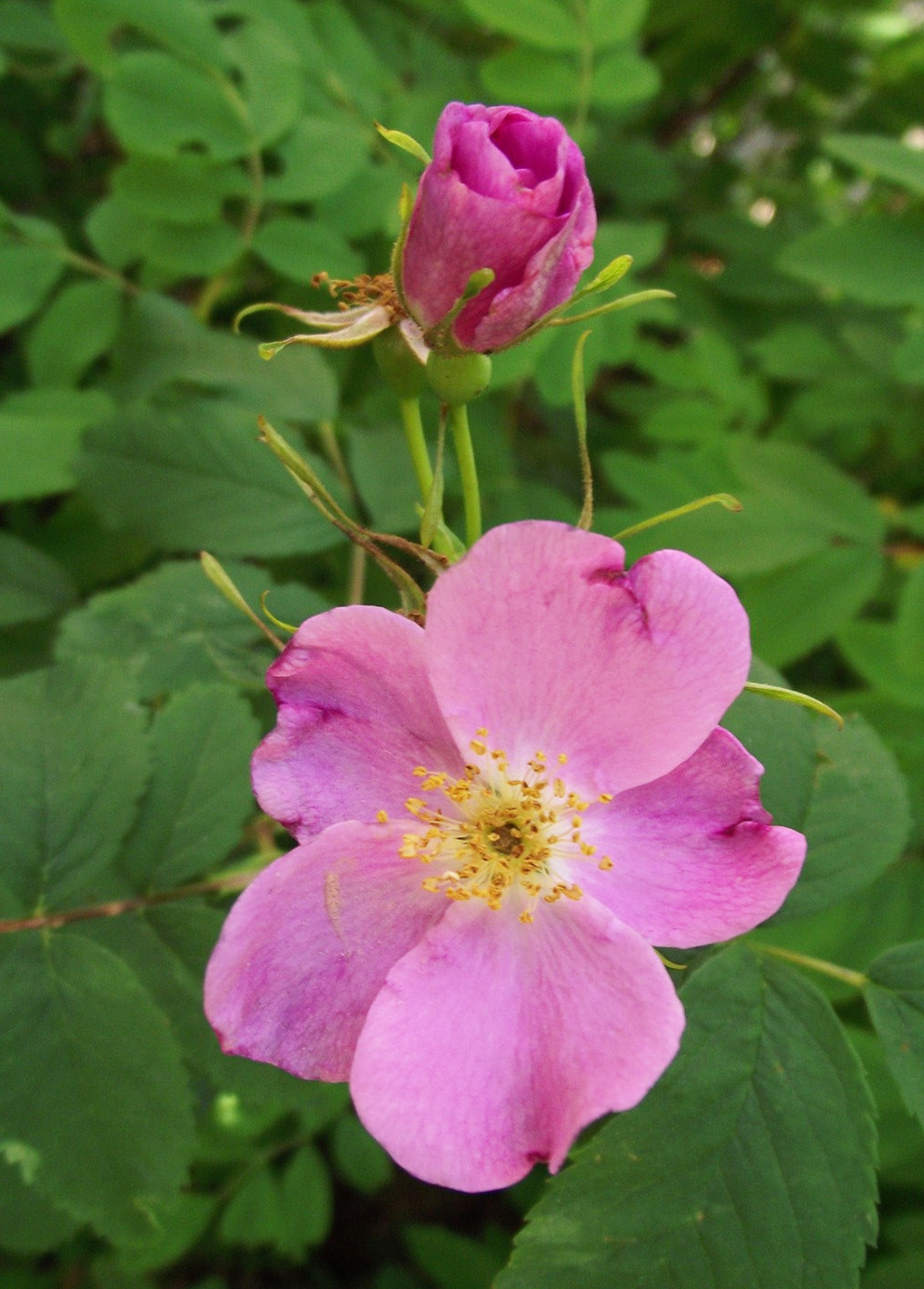 Rosa blanda EARLY WILD ROSE – Ferri Seeds