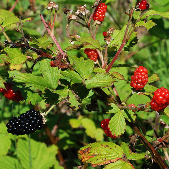 Rubus allegheniensis BLACKBERRY – Ferri Seeds