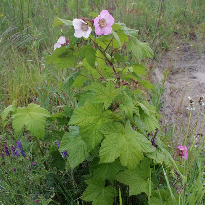 Rubus odoratus PURPLE FLOWERING RASPBERRY – Ferri Seeds