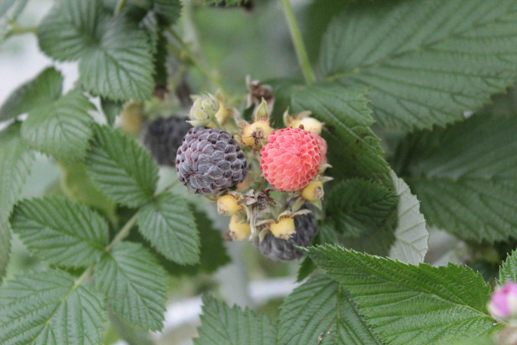 Rubus leucodermis WHITEBARK RASPBERRY, BLACKCAP – Ferri Seeds