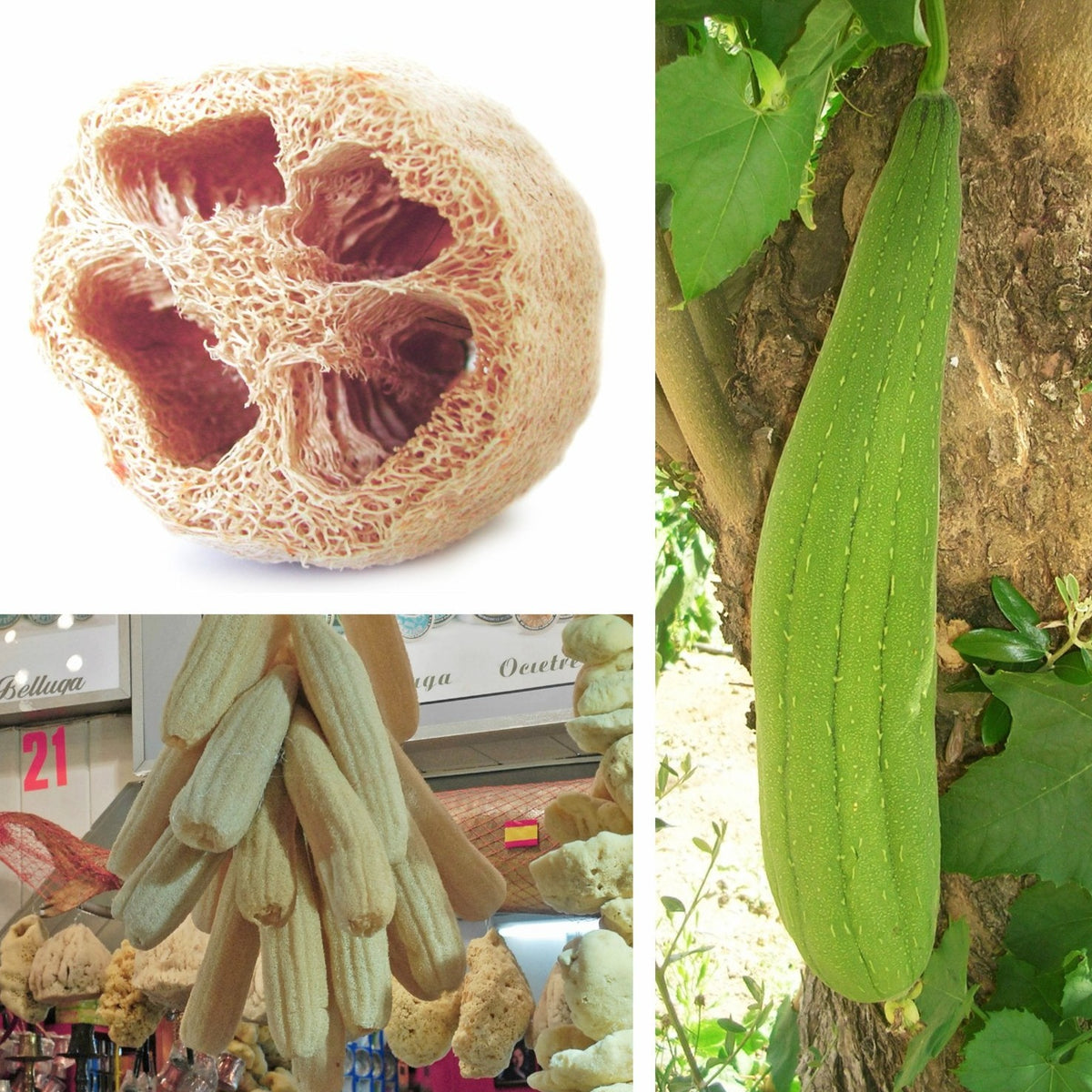LUFFA, LOOFAH Vegetable Sponge Dishcloth Gourd, L. Aegyptica – Ferri Seeds