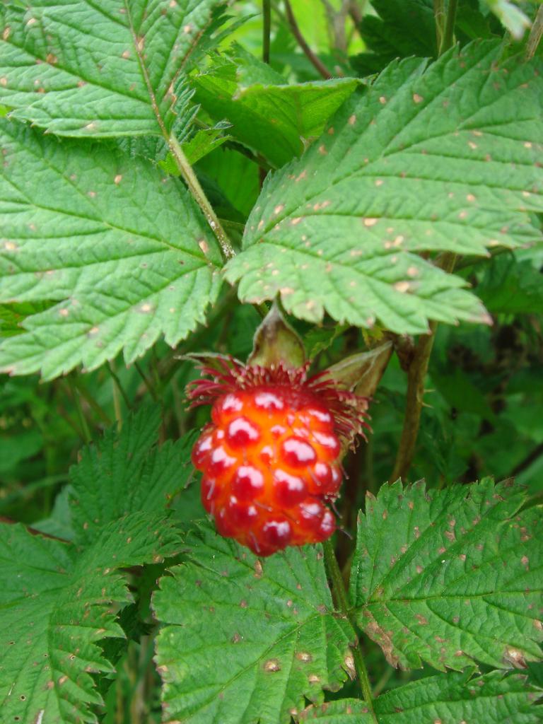 Rubus spectabilis SALMONBERRY RUSSIAN RASPBERRY – Ferri Seeds